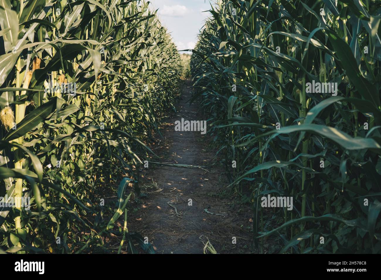 ground straight path through corn field full of green leaves Stock ...