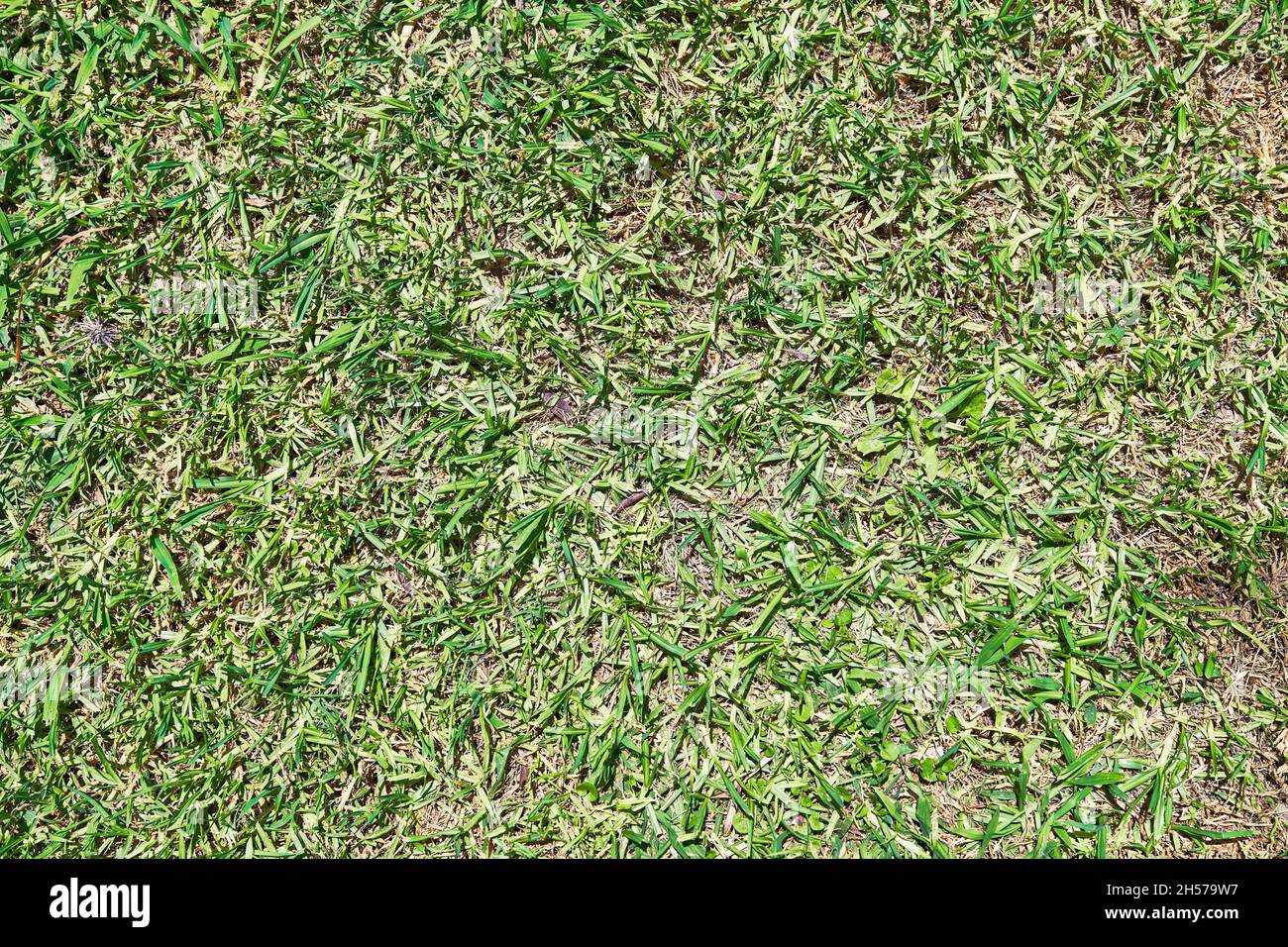 Beautiful grass texture image Stock Photo - Alamy