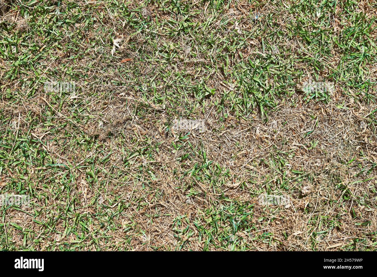 Beautiful grass texture image Stock Photo - Alamy