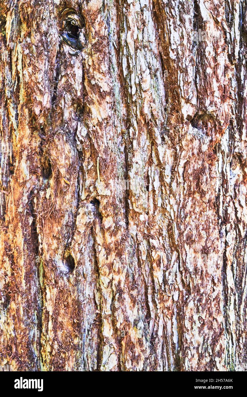 Beautiful tree bark texture image Stock Photo - Alamy