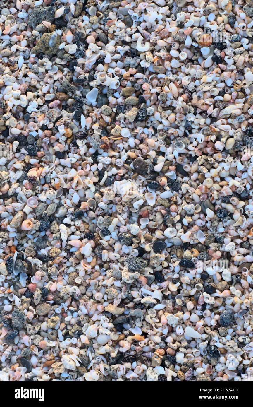 Sand of small pebbles and seashells on the beach Stock Photo - Alamy