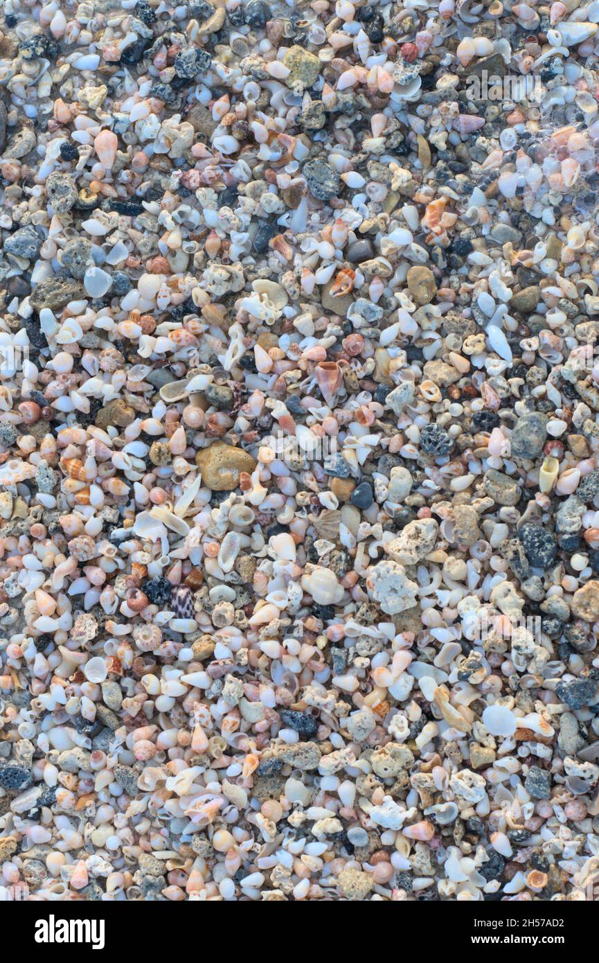 Sand of small pebbles and seashells on the beach Stock Photo - Alamy