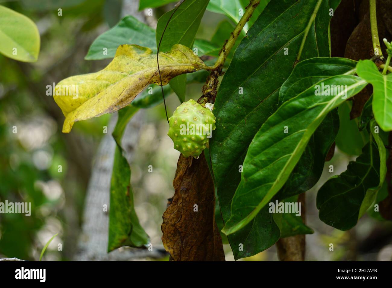 Indian mulberry hi-res stock photography and images - Alamy