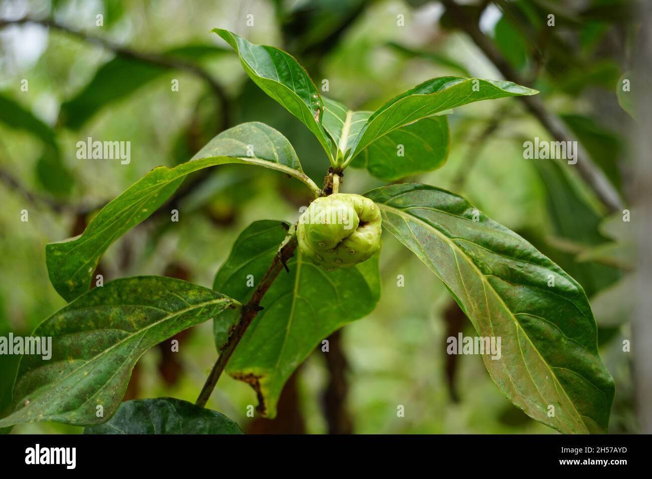 Indian mulberry hi-res stock photography and images - Alamy