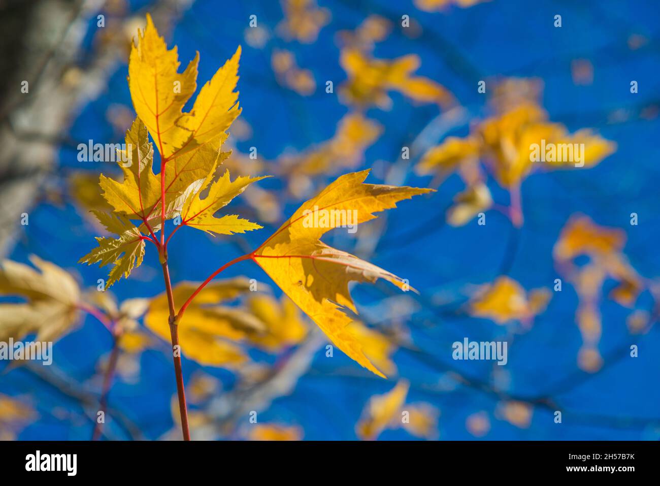 Arbol plano hi-res stock photography and images - Alamy