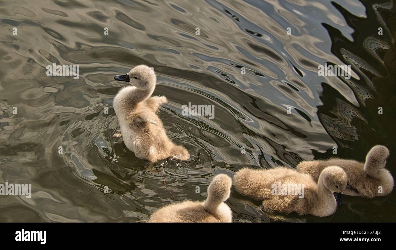 swan chicks in a lake. fluffy little birds. the fluffy little ones swim ...