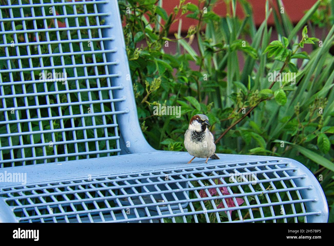 Garden bird on bench hi-res stock photography and images - Alamy