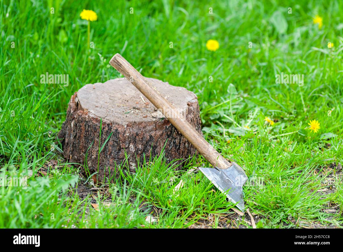 Old axe and tree stump on grassy lawn Stock Photo - Alamy