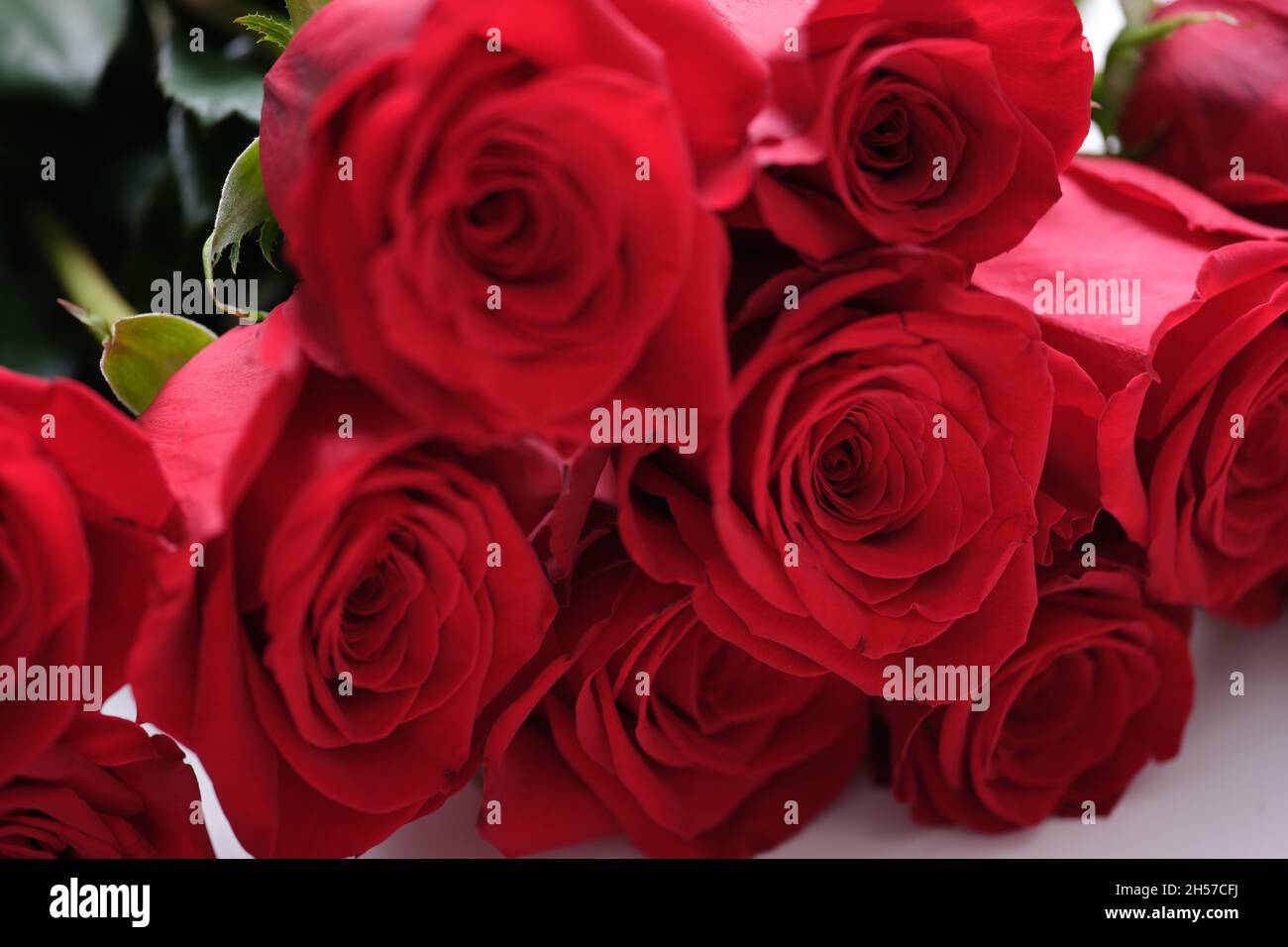 Red rose buds close-up, beautiful fresh flowers Stock Photo - Alamy