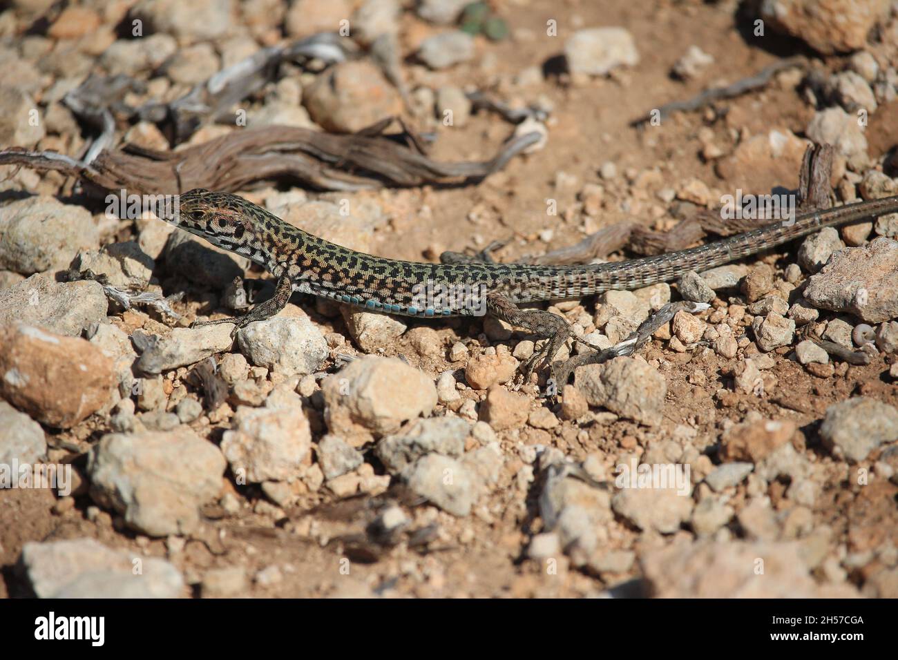 Male of Maltese Wall Lizard, Podarcis filfolensis, basking on the rocky ...