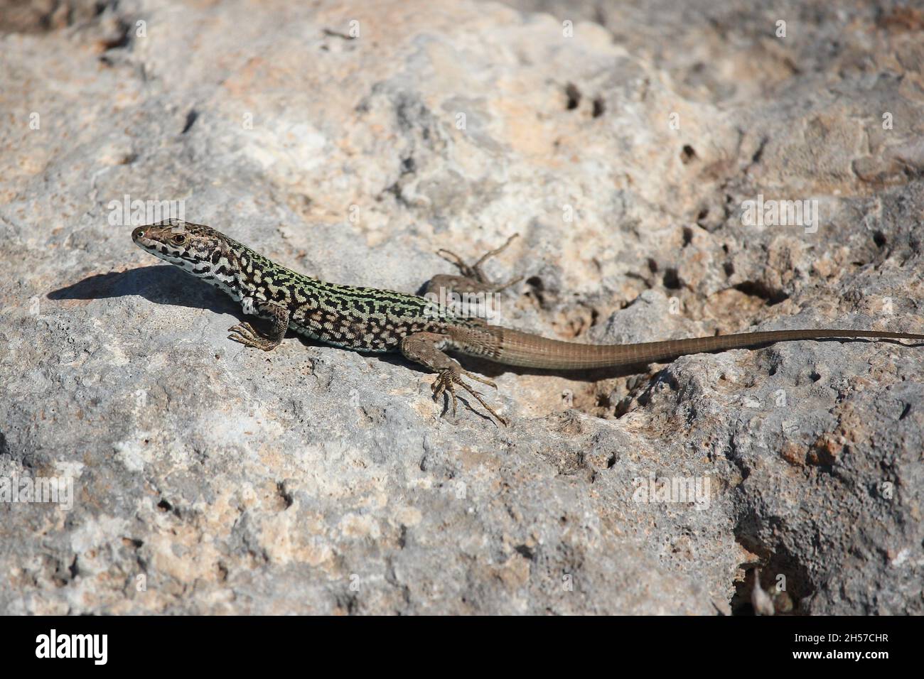 Male of Maltese Wall Lizard, Podarcis filfolensis, basking on the rocky ...