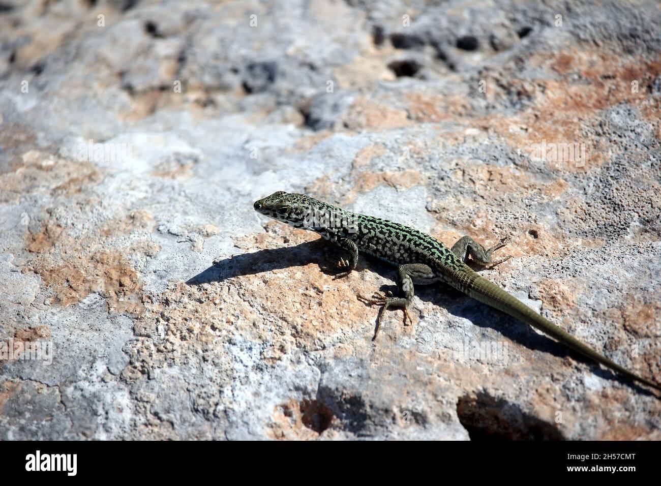 Male of Maltese Wall Lizard, Podarcis filfolensis, basking on the rocky ...