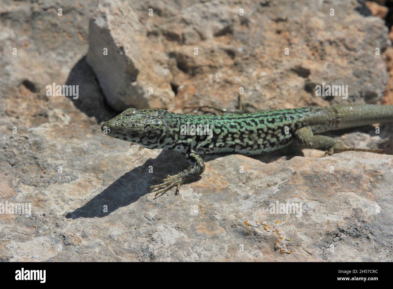 Male of Maltese Wall Lizard, Podarcis filfolensis, basking on the rocky ...