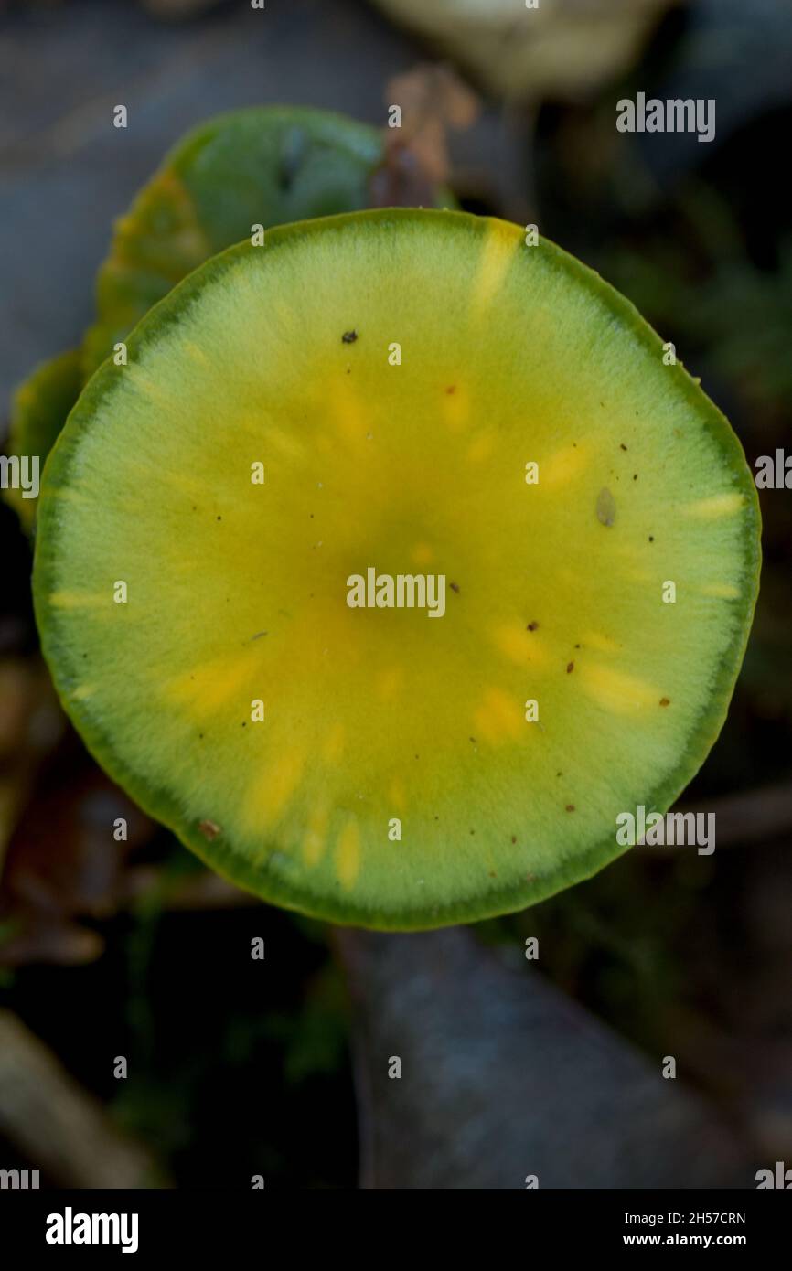 Parrot waxcap hi-res stock photography and images - Alamy