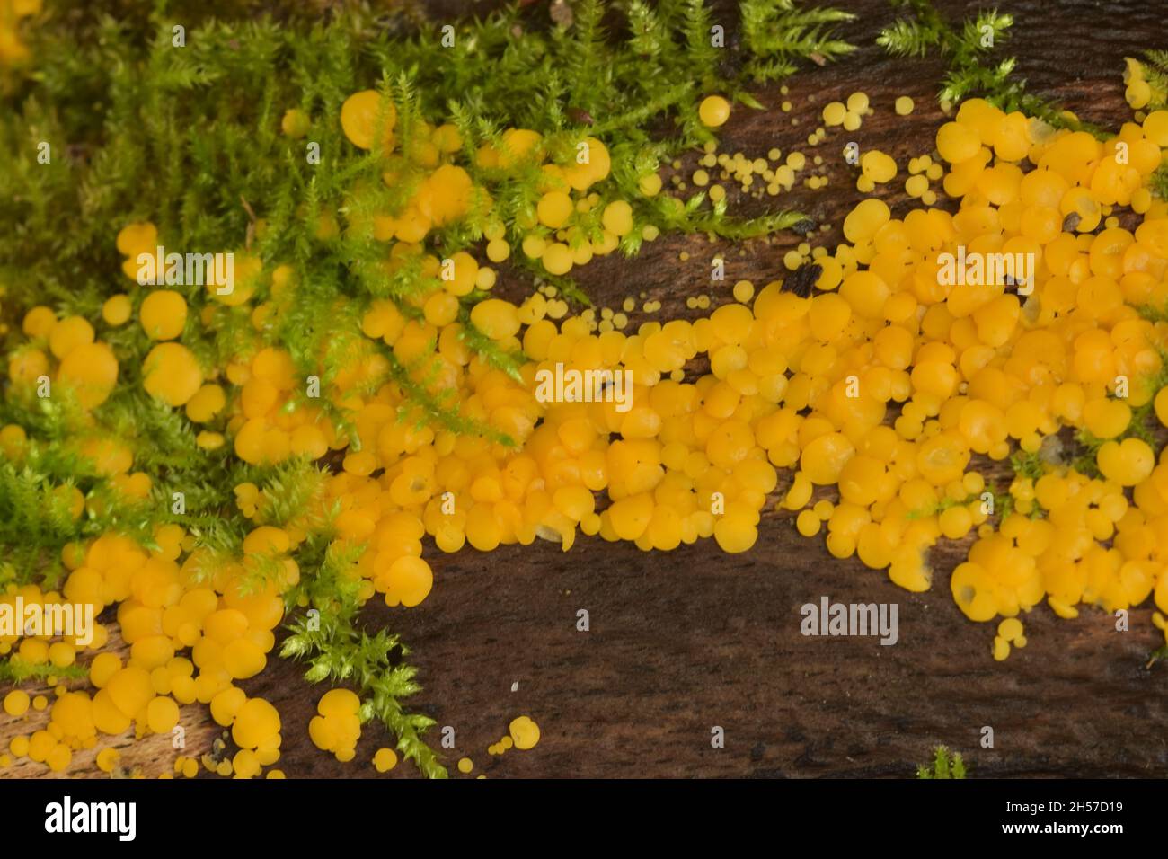 Lemon disco fungi Stock Photo - Alamy