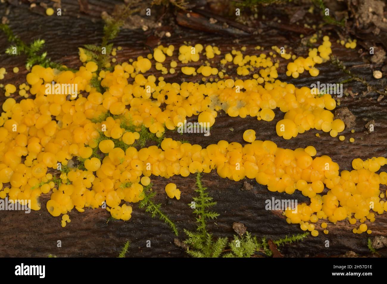 Lemon disco fungi Stock Photo - Alamy