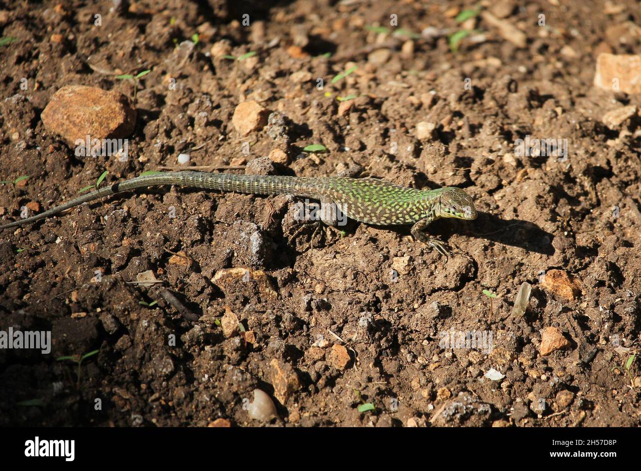 Maltese Wall Lizard, Podarcis filfolensis, in the Lower Barakka Gardens ...