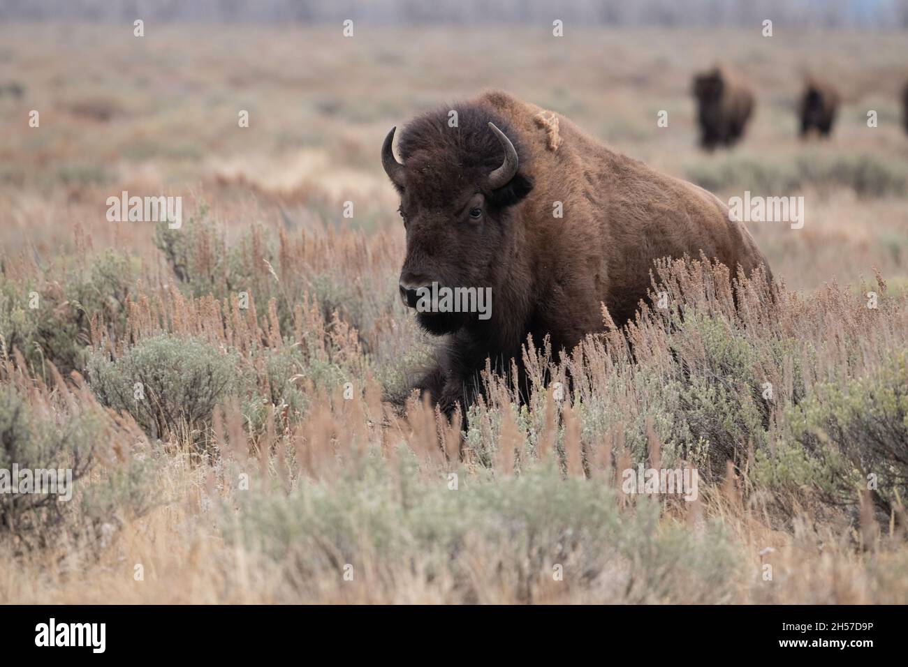 North american bison hi-res stock photography and images - Alamy