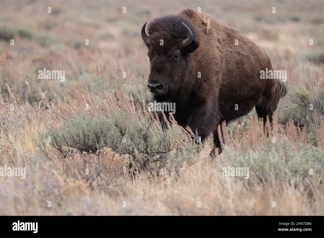 North american bison hi-res stock photography and images - Alamy