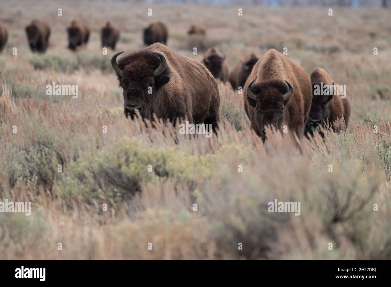 North american bison hi-res stock photography and images - Alamy