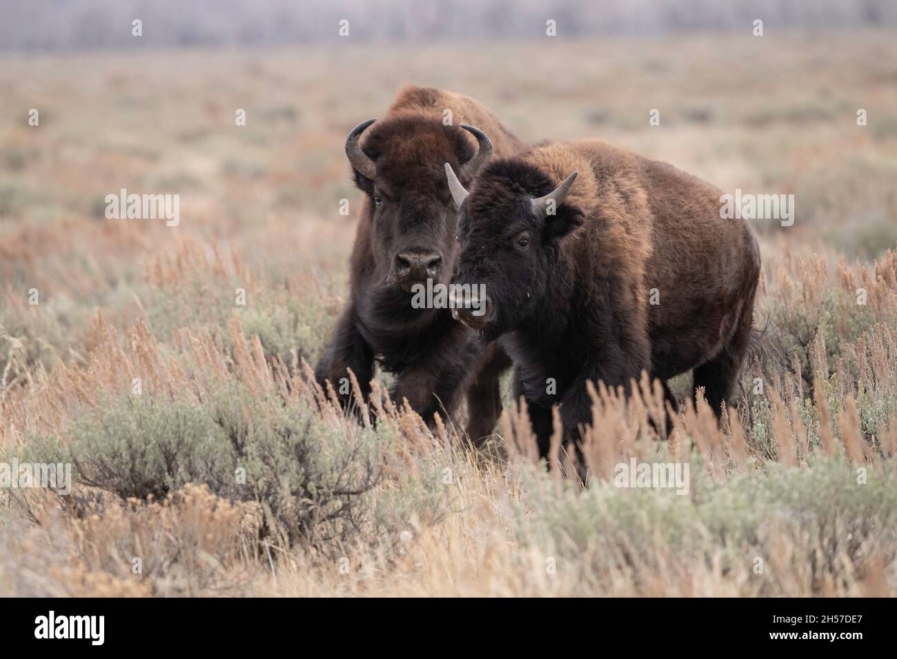 American plains bison bison bison hi-res stock photography and images ...