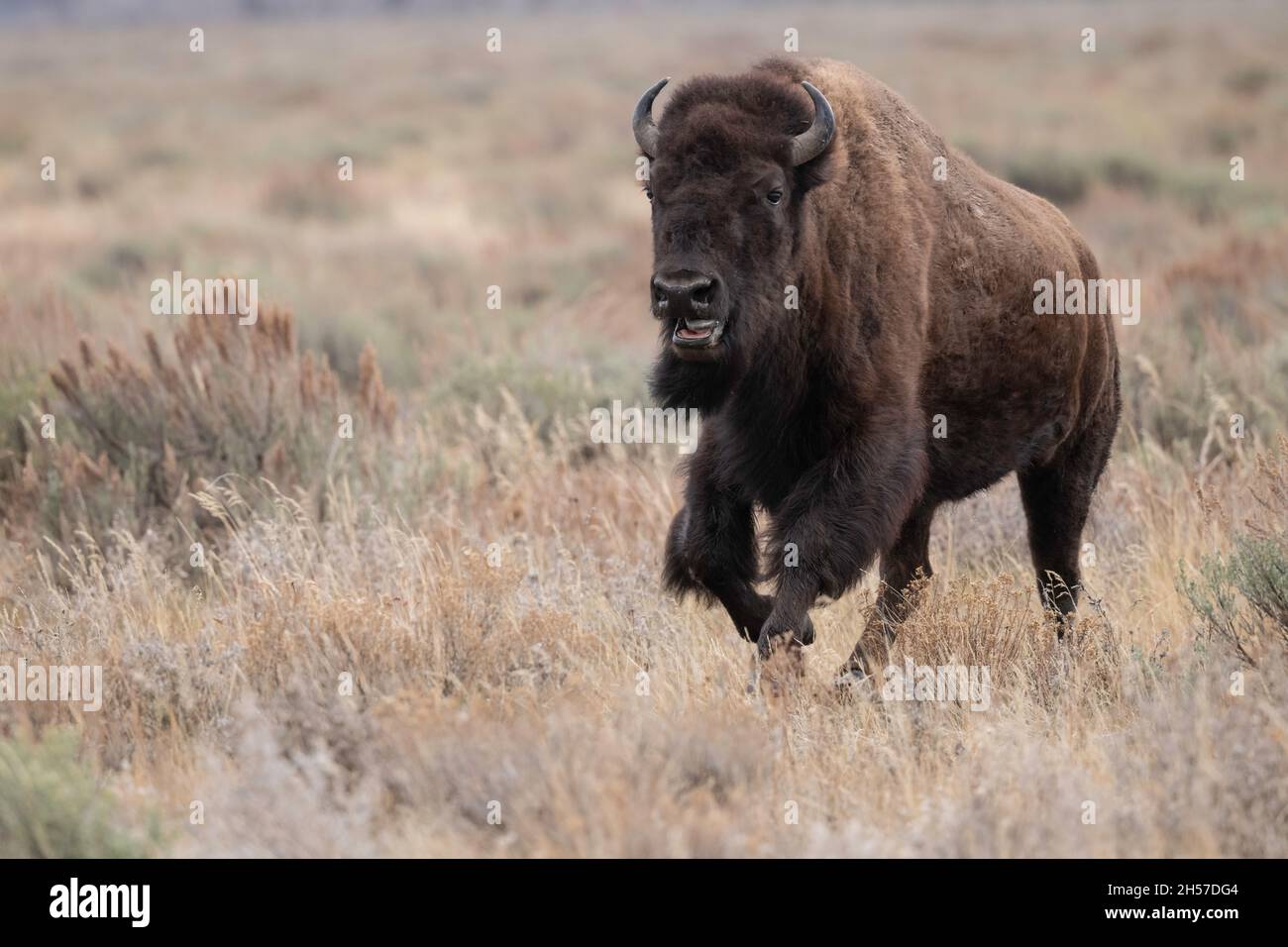 North american bison hi-res stock photography and images - Alamy