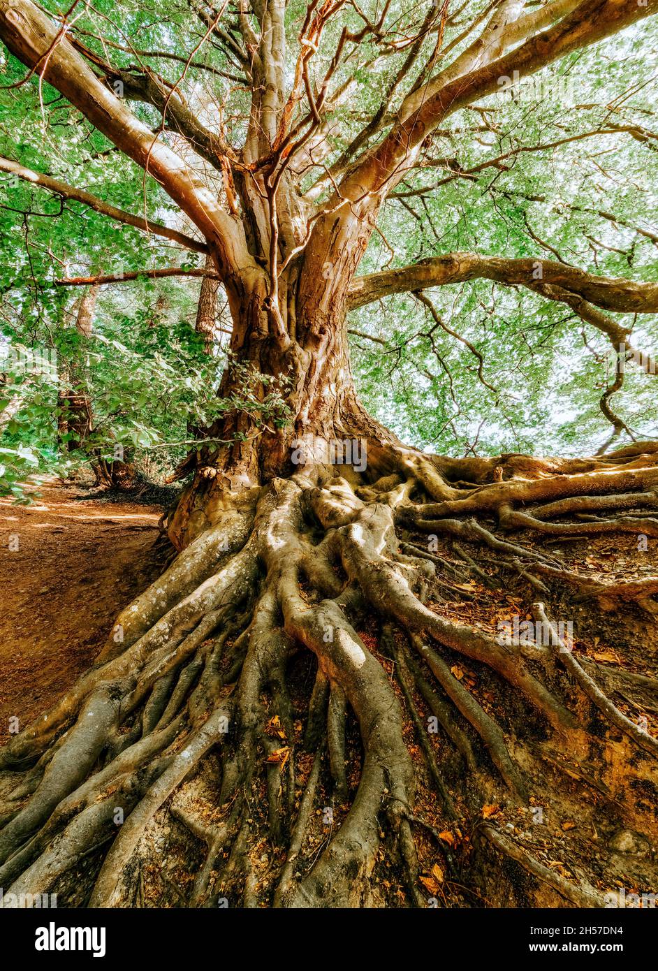 Centennial tree roots with roots out of the ground in autumn Stock ...