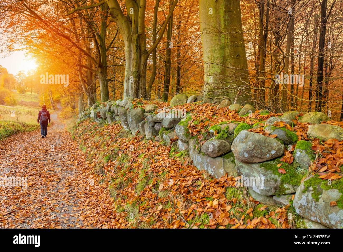 October forest hi-res stock photography and images - Alamy