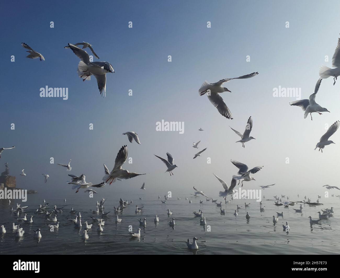 Seagulls flying silhouette hi-res stock photography and images - Alamy