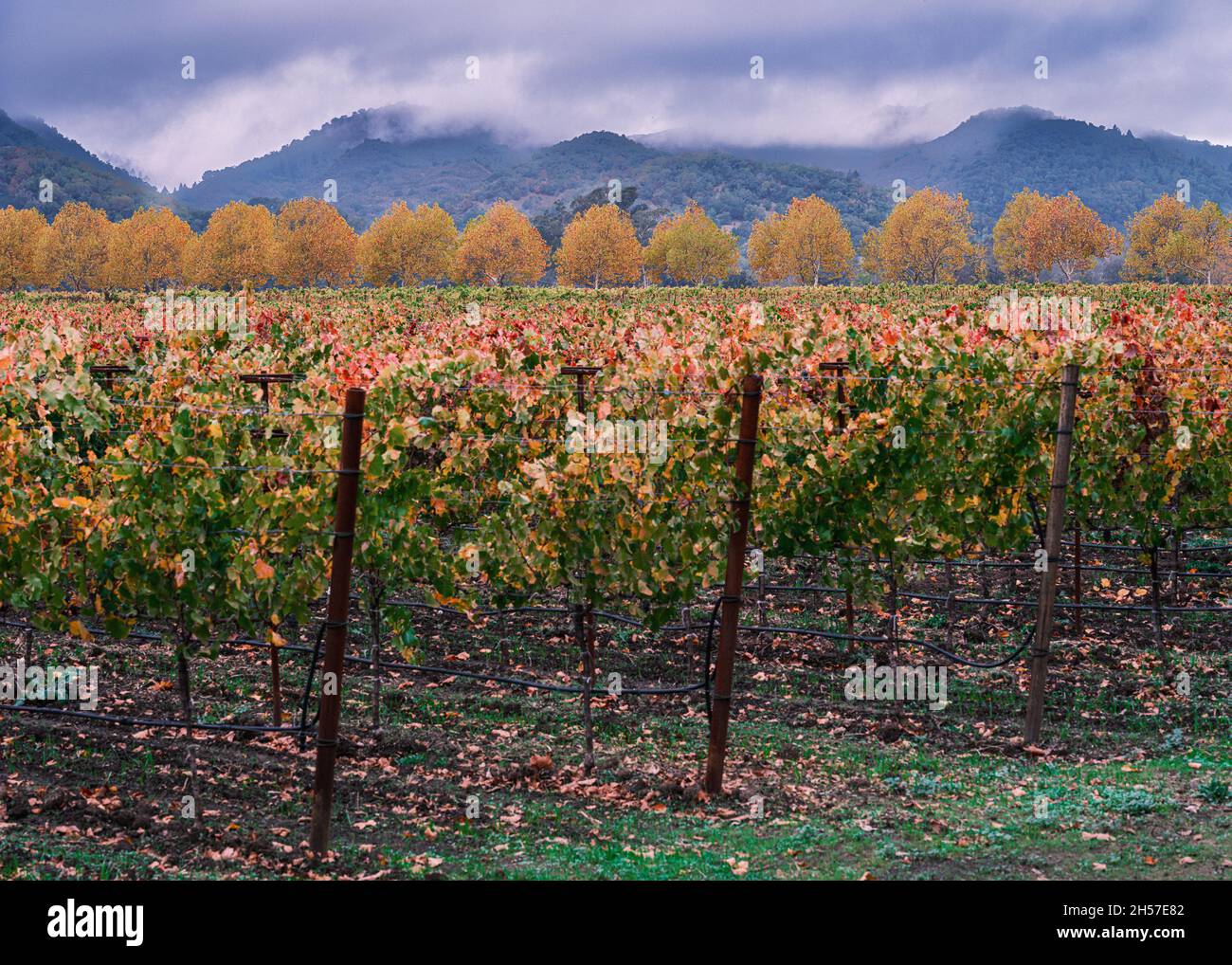 Russet Coloured Trees High Resolution Stock Photography and Images - Alamy