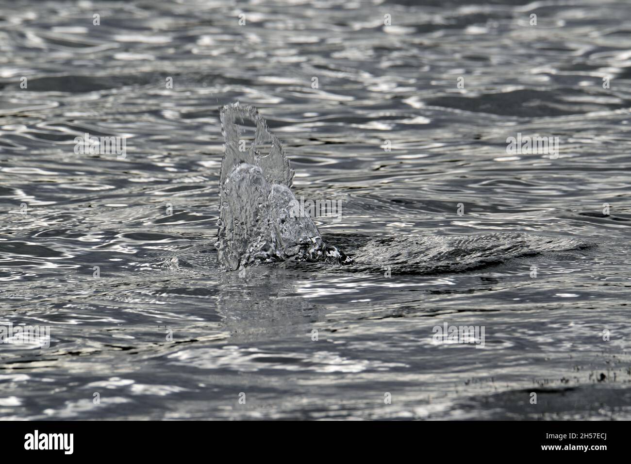 Disappearing duck splash of water Stock Photo - Alamy