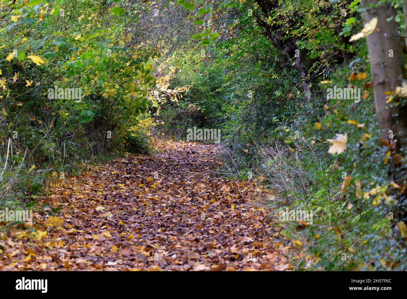 A leafy woodland path through the forest in autumn Stock Photo - Alamy