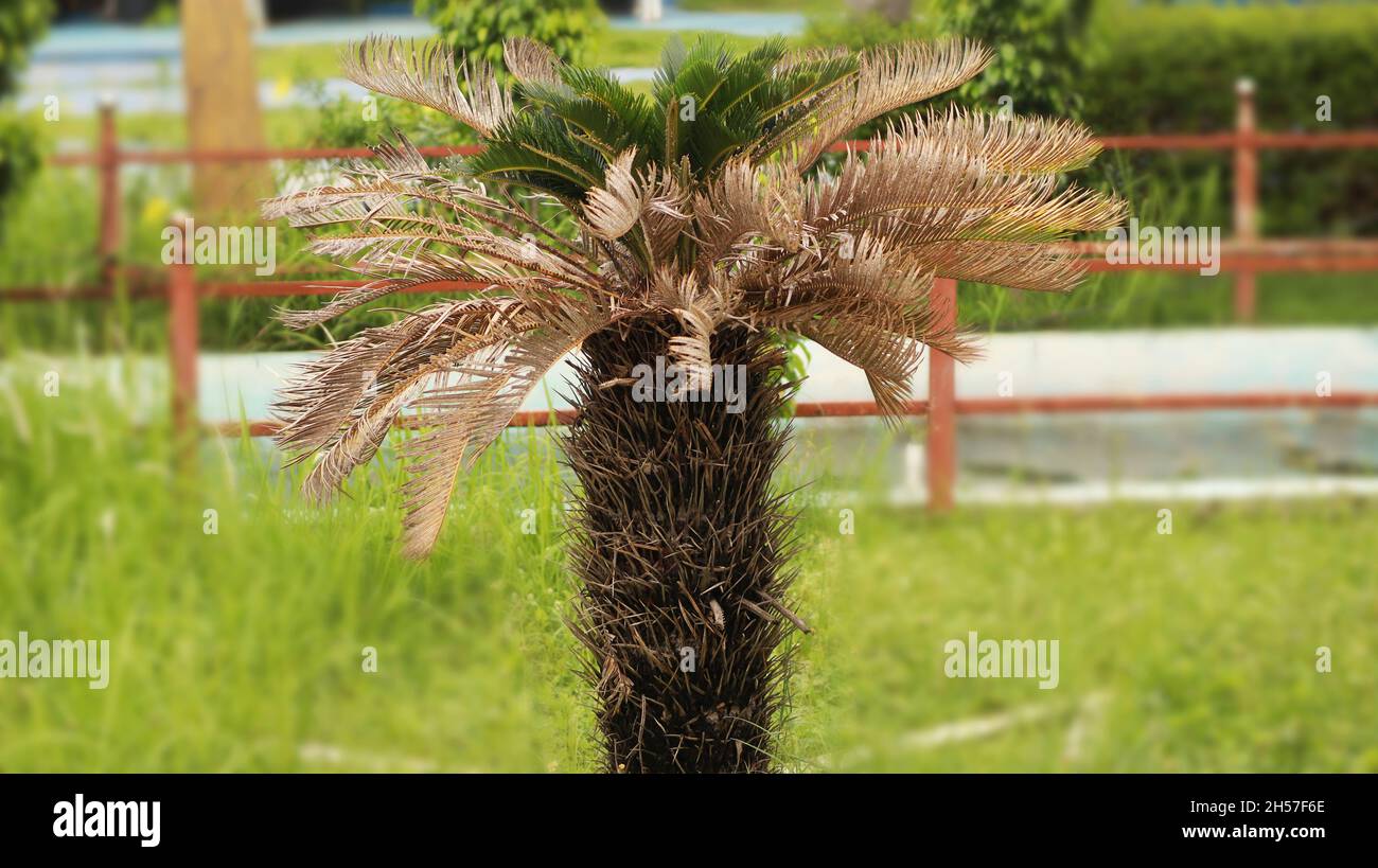 Against the background of small needle leaf tree grasses grown for ...