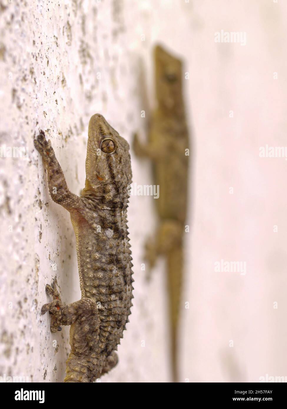 Moorish gecko portugal hi-res stock photography and images - Alamy
