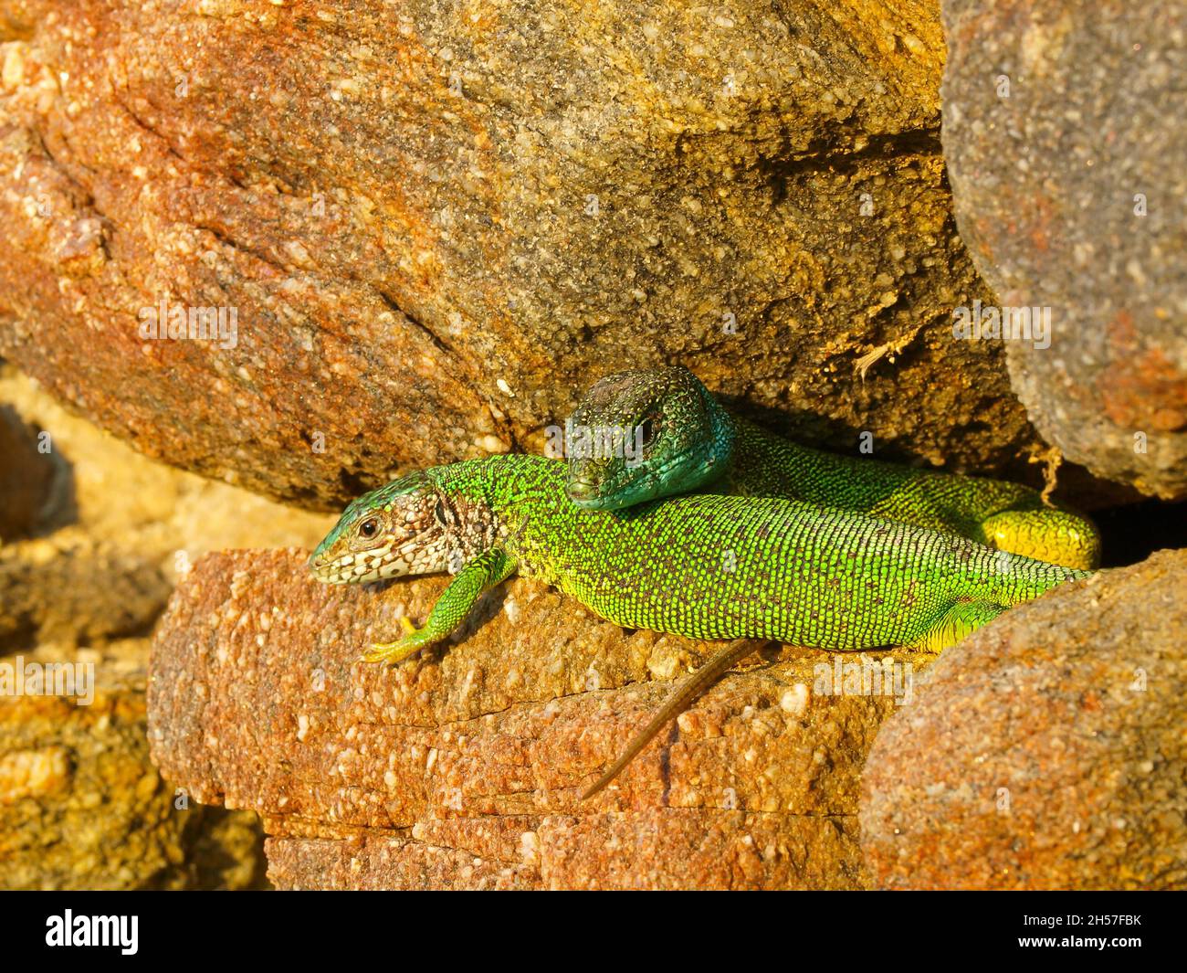A couple of European green lizards on a rock, Austria Stock Photo - Alamy