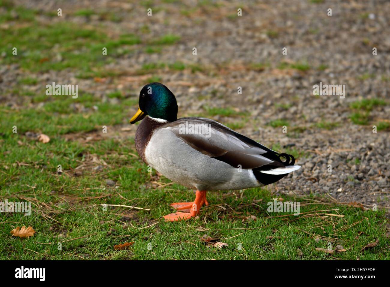 A lonely male mallard duck standing on the riverbank Stock Photo - Alamy