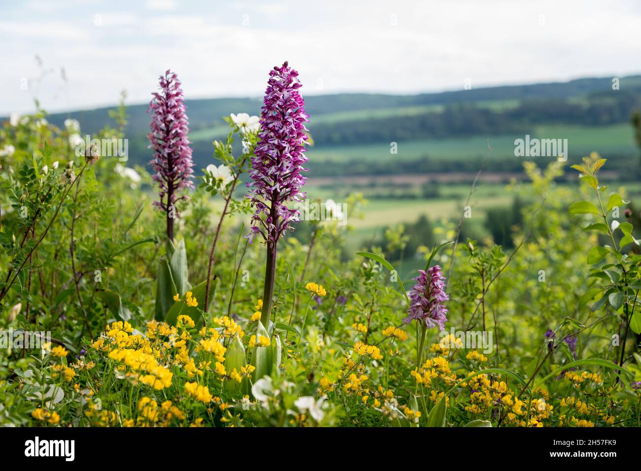Spring meadow flowers forest germany hi-res stock photography and ...