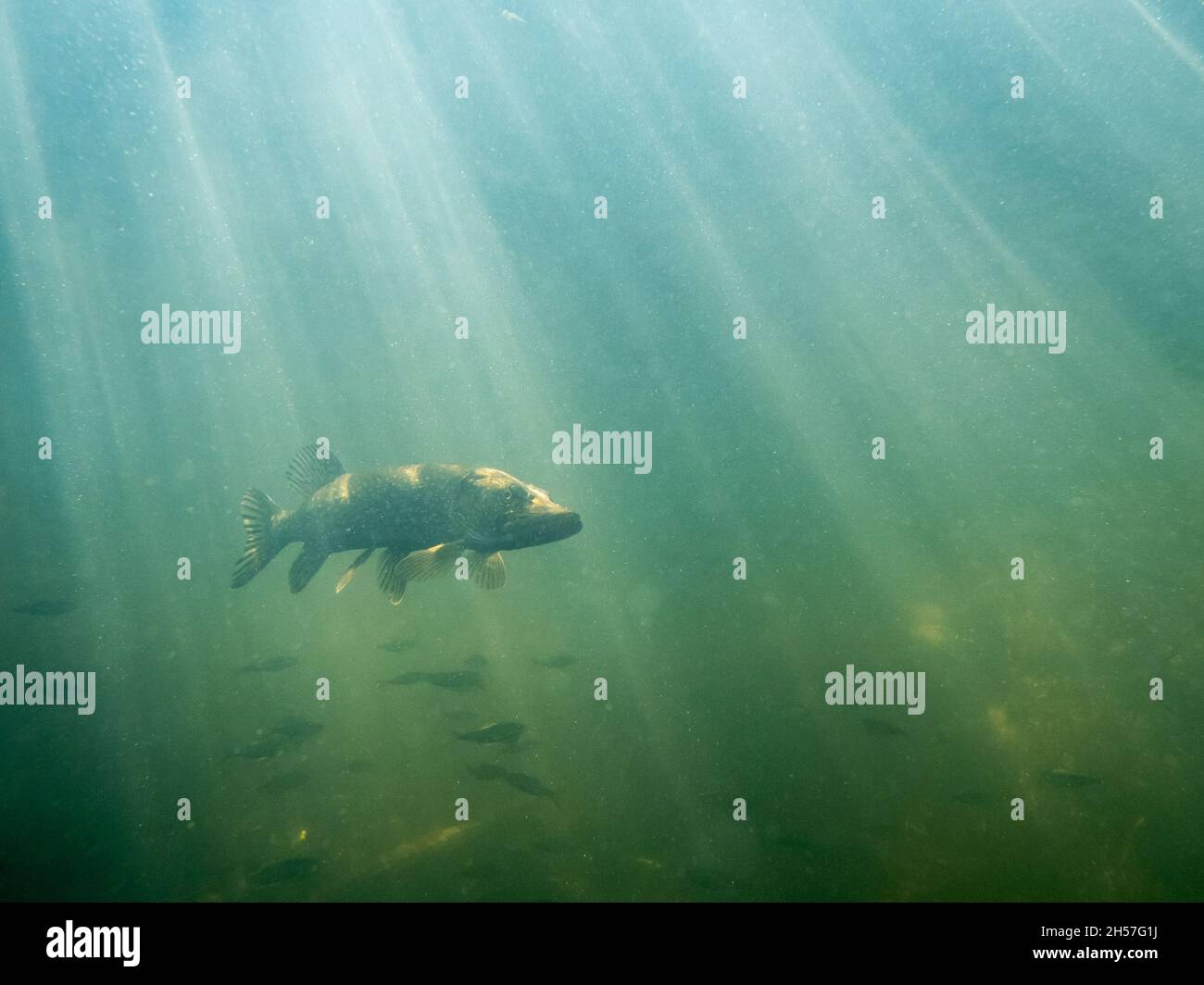 Underwater shot of Northern pike swimming by a school of small roach ...