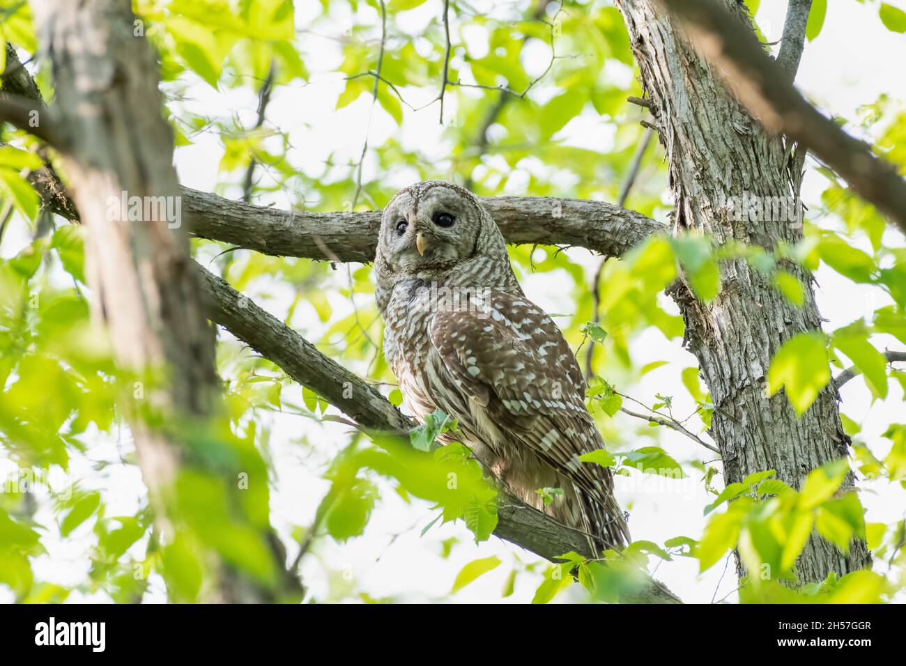 Barred owl perched on a branch in the woods Stock Photo - Alamy