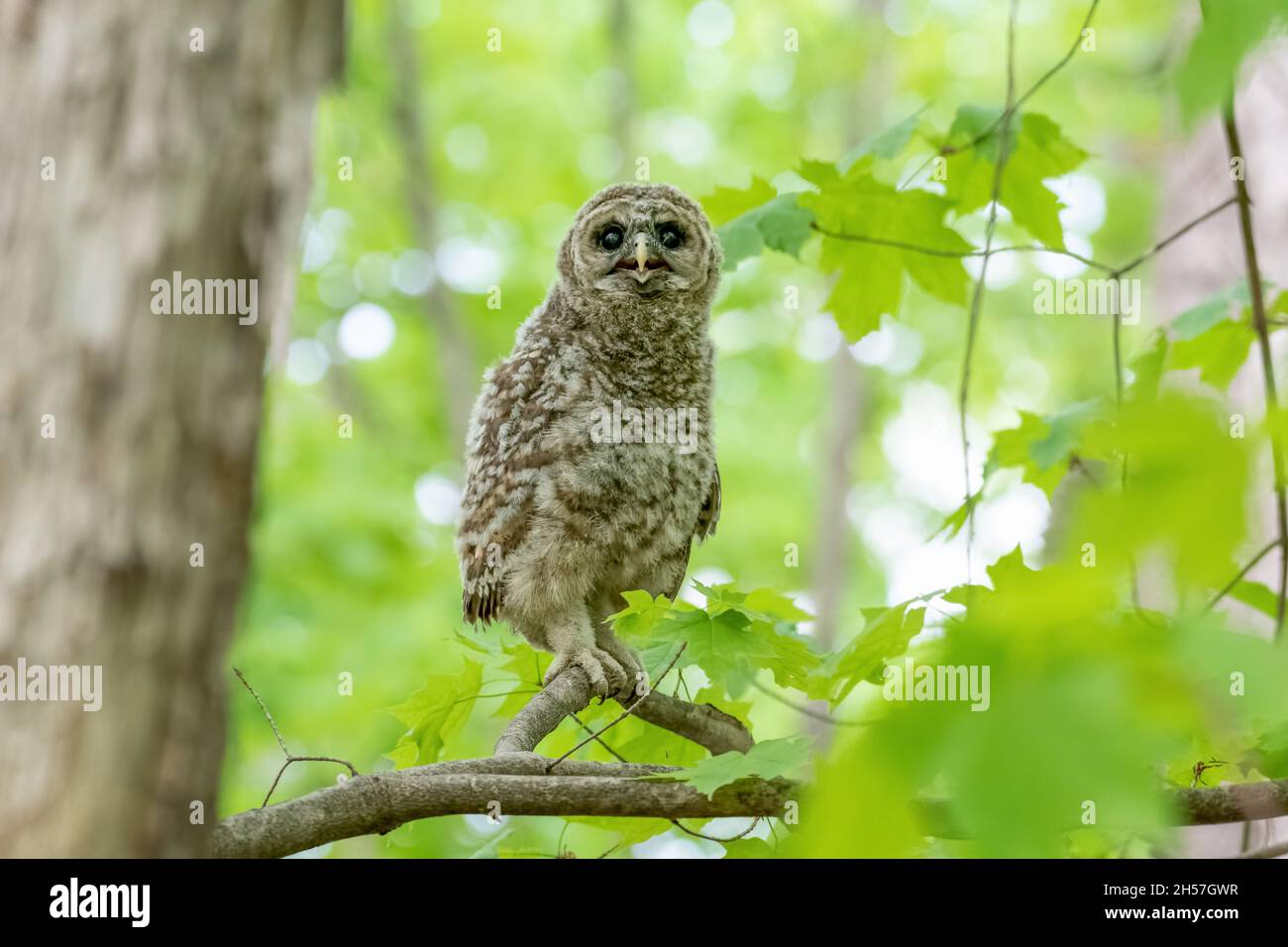 Hungry baby owl calling for its parents Stock Photo - Alamy