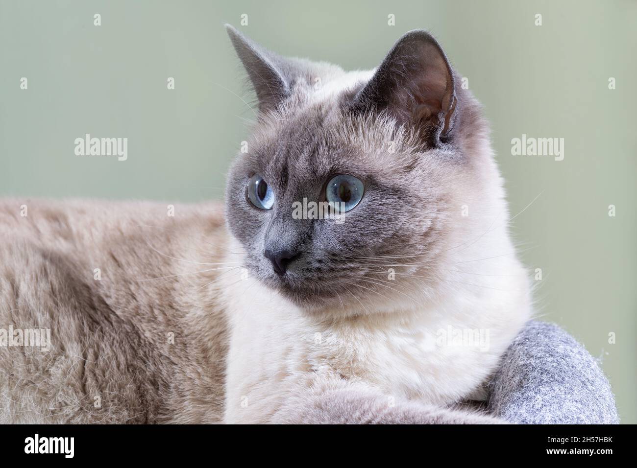 Portrait of a Thai cat with blue eyes and expressive eyes Stock Photo ...