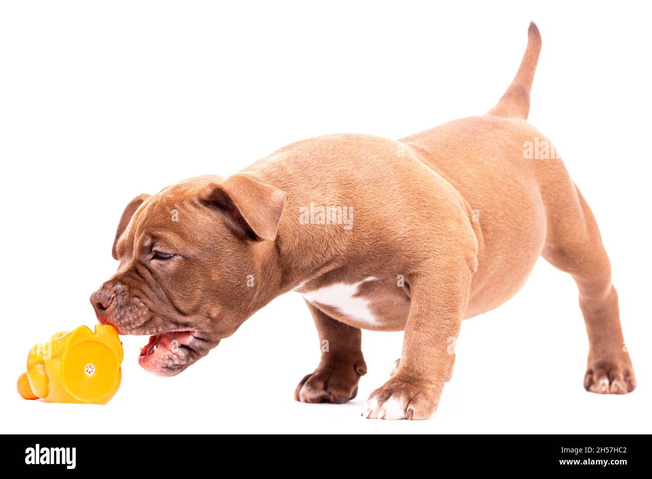 A brown-colored American Bully puppy plays with a plastic toy Stock ...