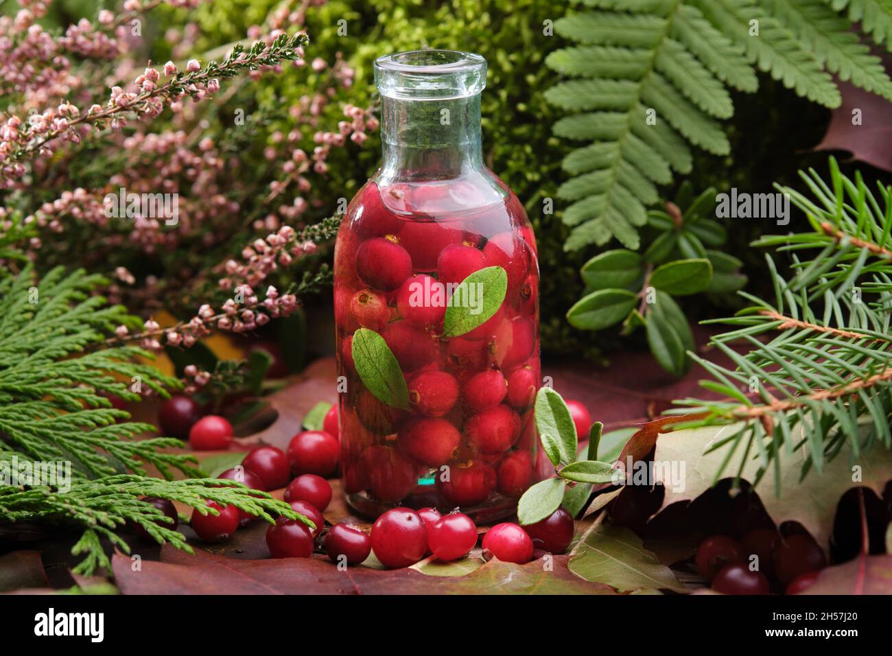 Bottle of cranberry tincture or infusion in forest outdoors. Moss ...
