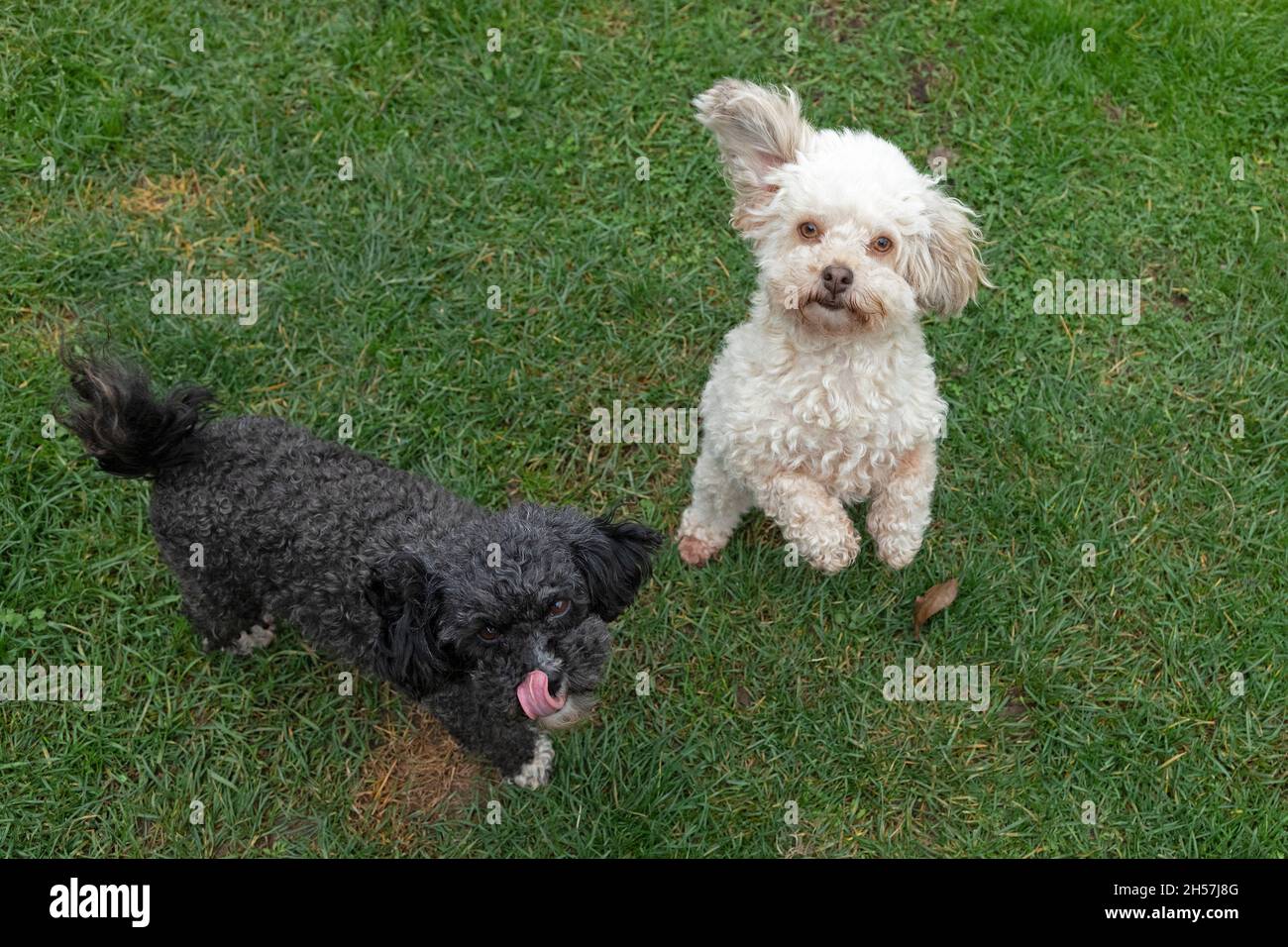 two Bolonka Zwetna toy dogs, bichon, Germany Stock Photo - Alamy
