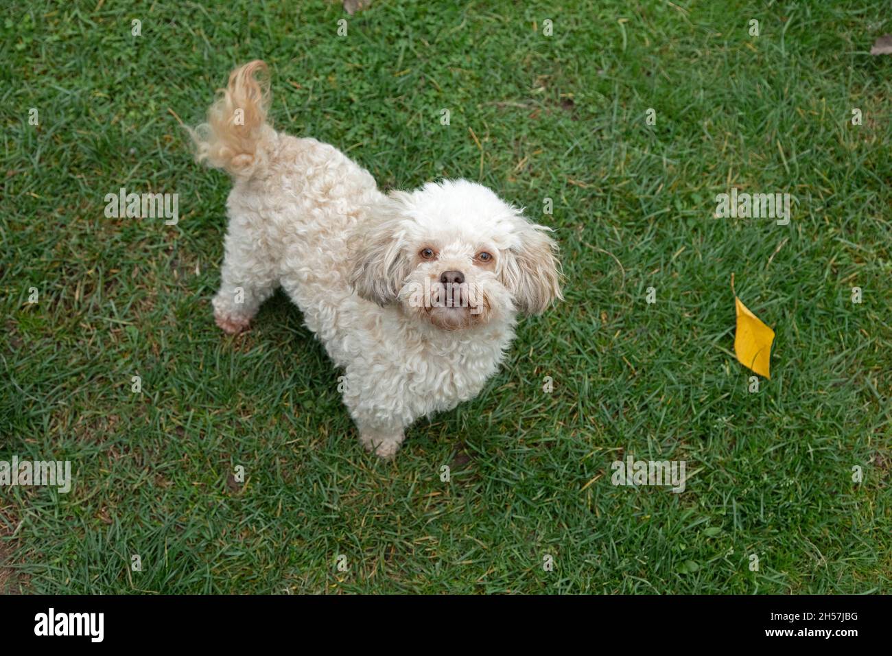 De Bichon Bolonka Zwetna : Bolonka Zwetna Züchter und Welpen in ...