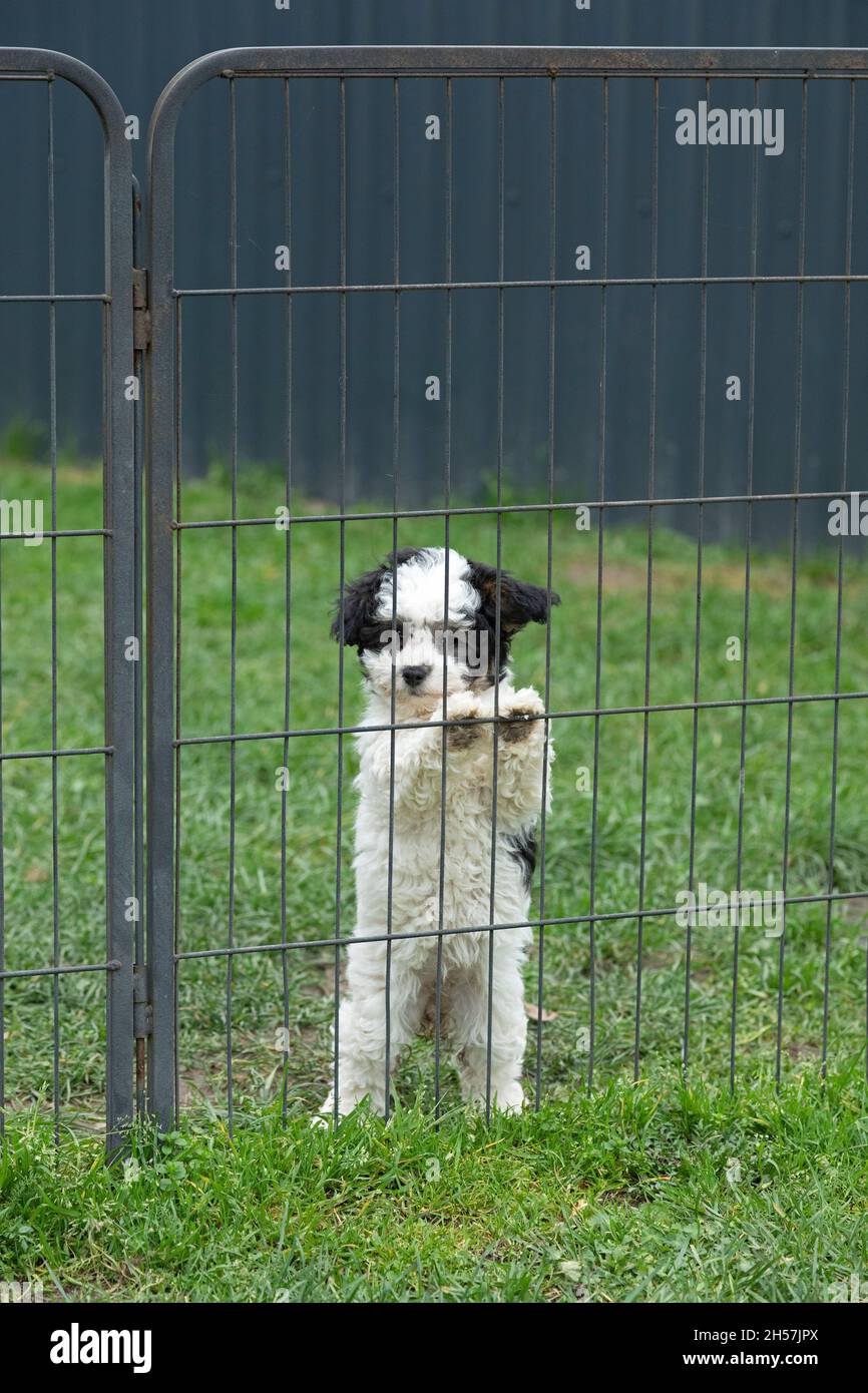Bolonka Zwetna toy dog pup sitting up and begging at a fence, bichon ...