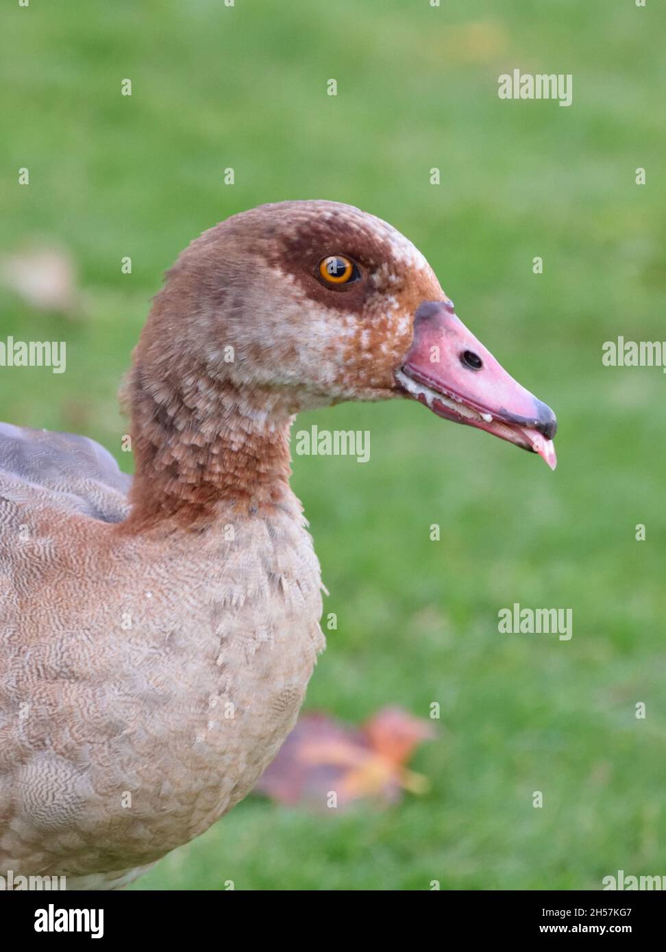 Egyptian goose in urban garden next to River Thames in North Woolwich ...