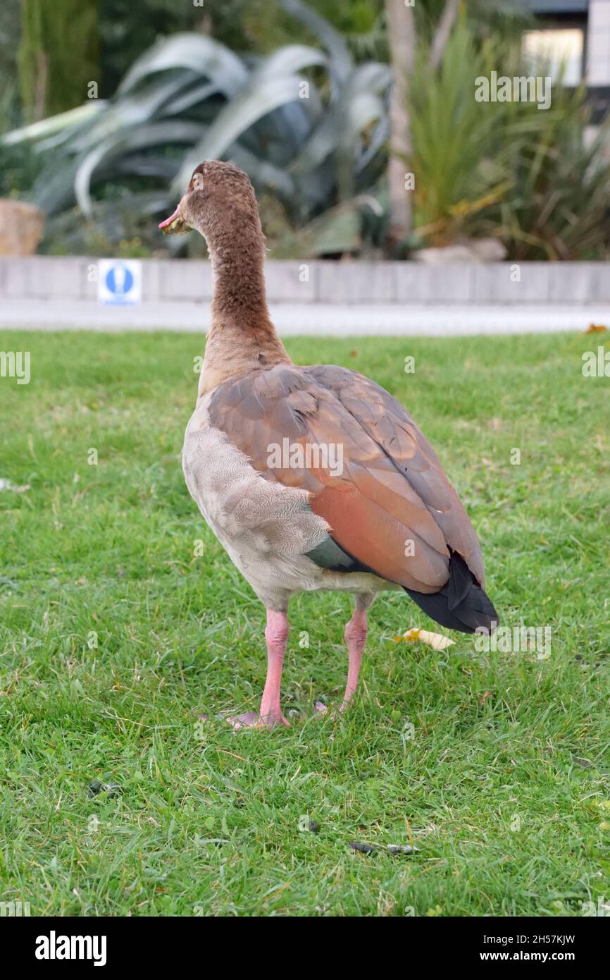 Egyptian goose in urban garden next to River Thames in North Woolwich ...