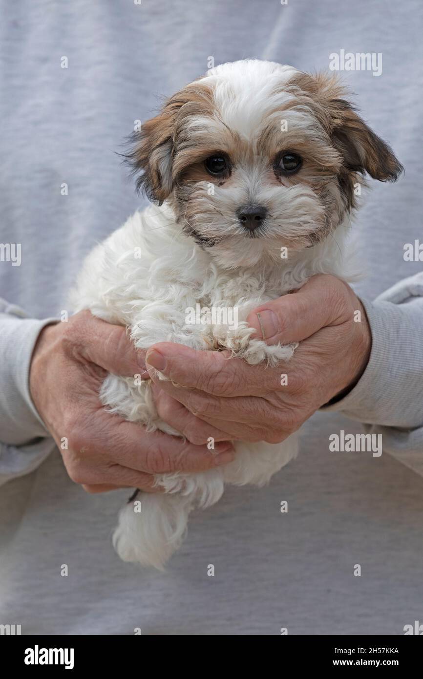 Elderly man holding Bolonka Zwetna toy dog pup in his hands, bichon ...