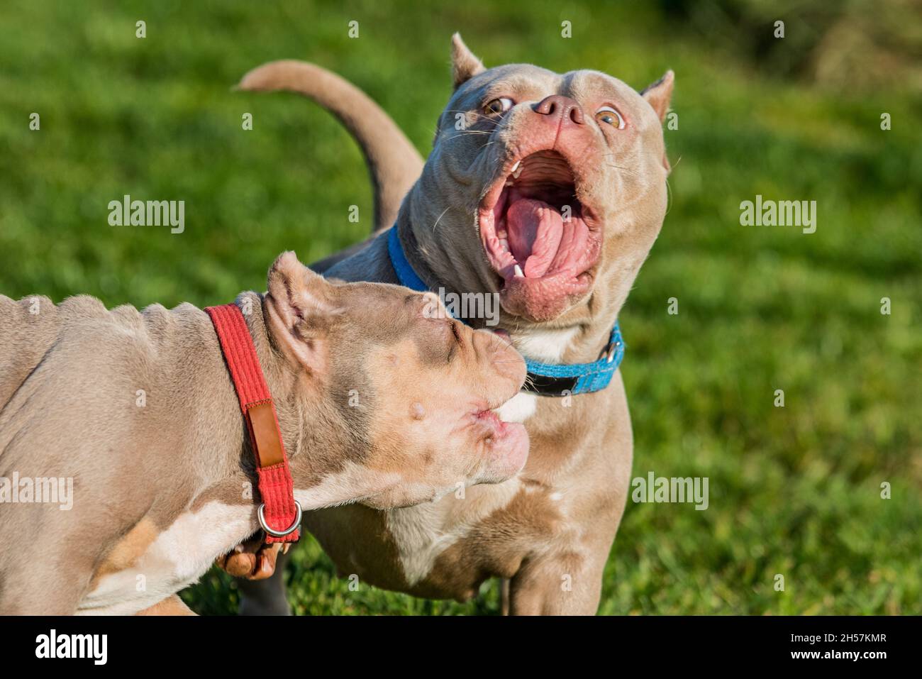 Two American Bully puppies dogs are playing Stock Photo - Alamy